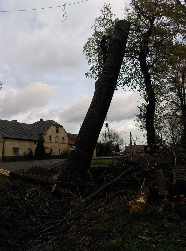 Wycinka i pielęgnacja drzew – Alpin-Tech Usługi Alpinistyczne Tomasz ...